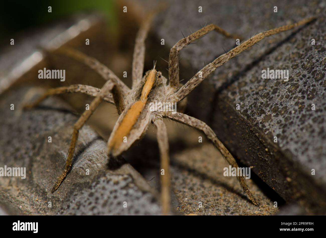 Wolf spider species hi-res stock photography and images - Alamy