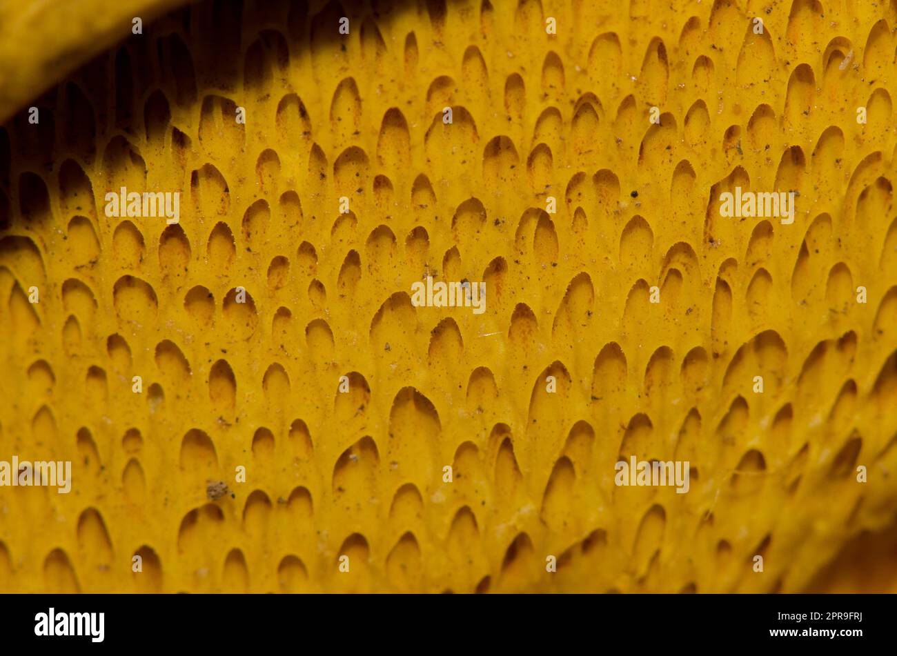 Pores of the hymenium of a mushroom Stock Photo - Alamy