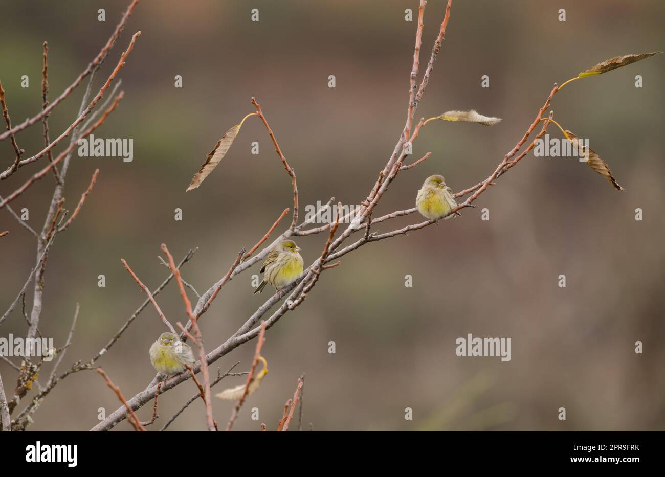 Atlantic canaries on a shrub Stock Photo - Alamy