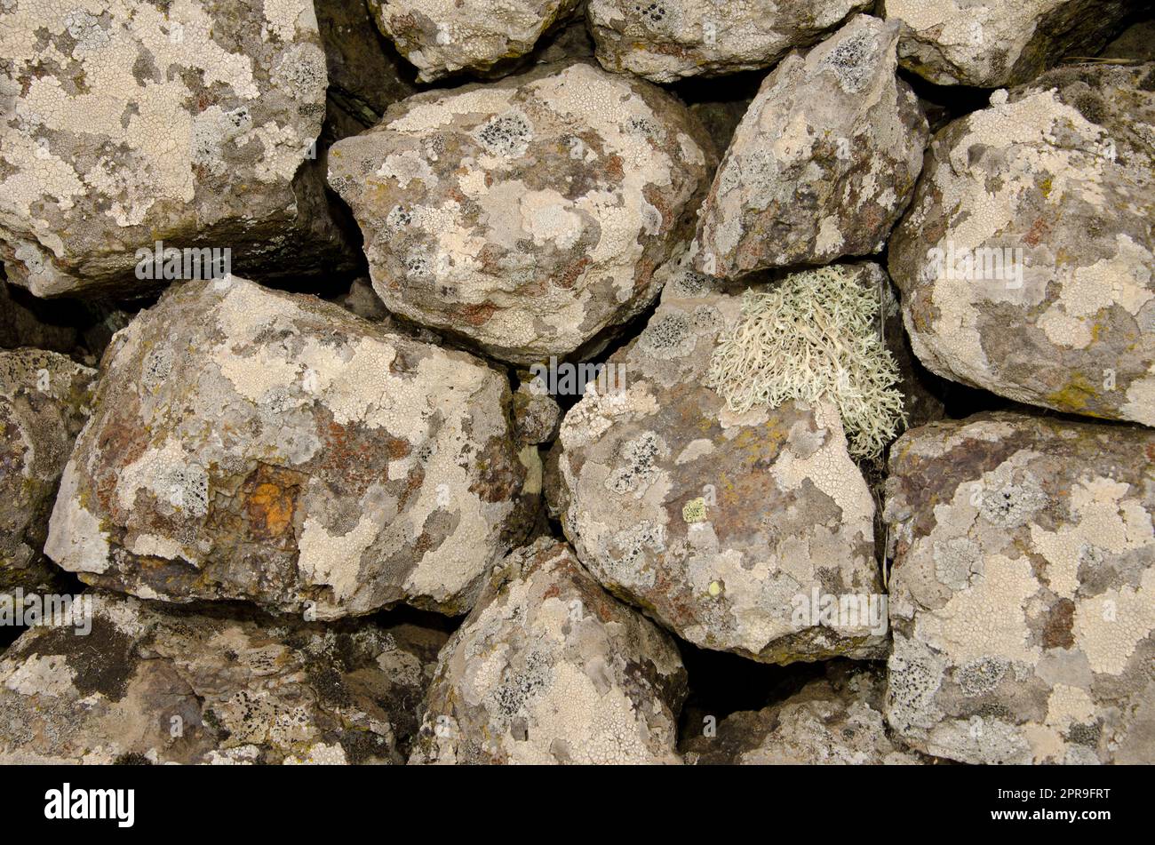 Cartilage lichens hi-res stock photography and images - Alamy