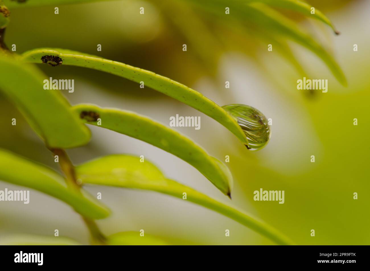 Drop of water on the end of a fern leaf Stock Photo - Alamy