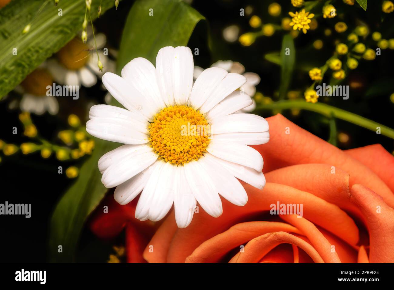 Rose and daisy flower hi-res stock photography and images - Alamy