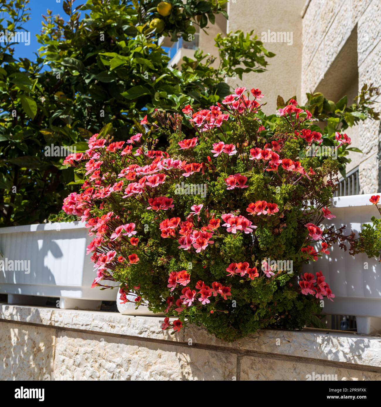 A large geranium bush decorates a terrace in Israel Stock Photo - Alamy