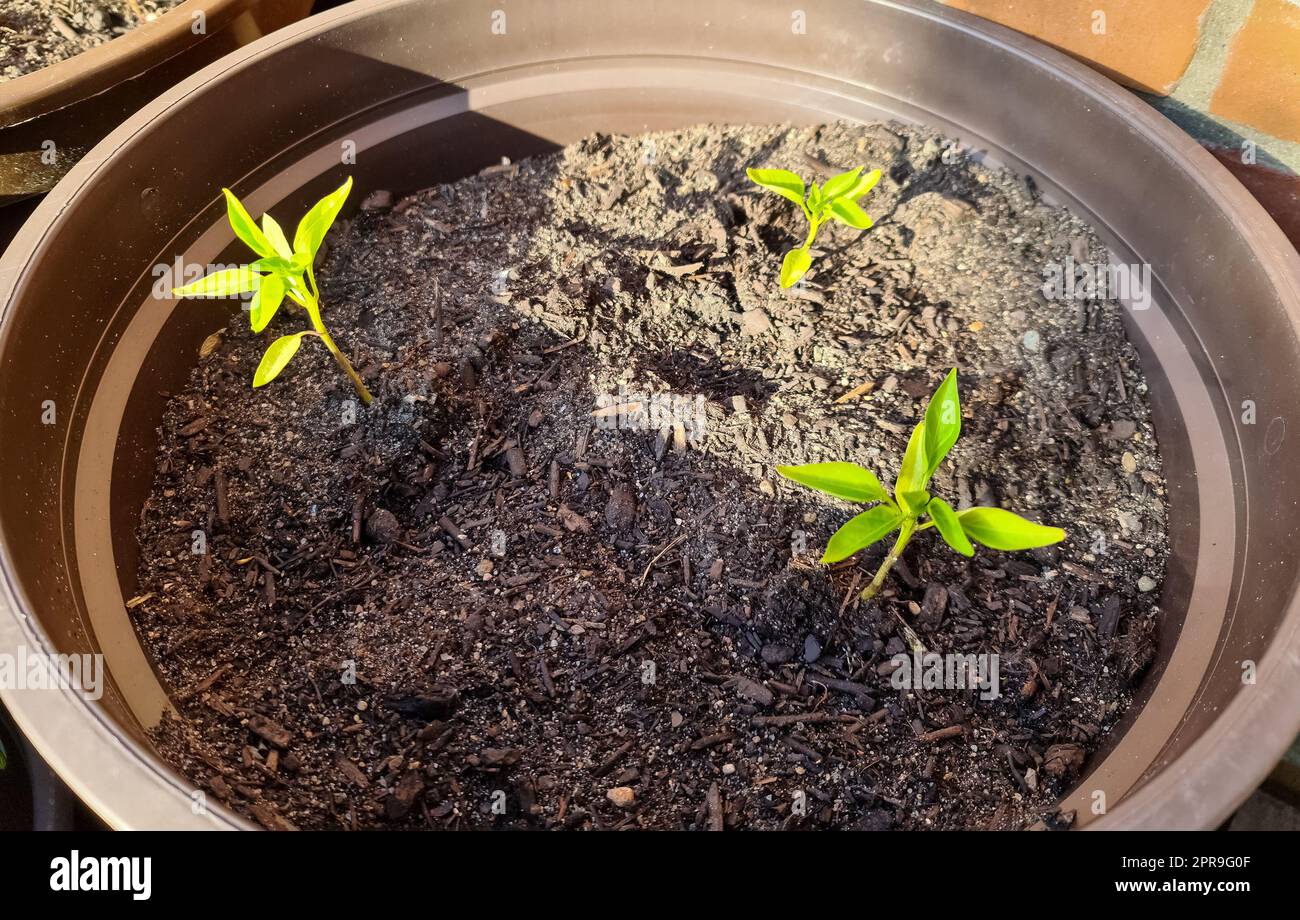 Small pots seedlings hi-res stock photography and images - Alamy