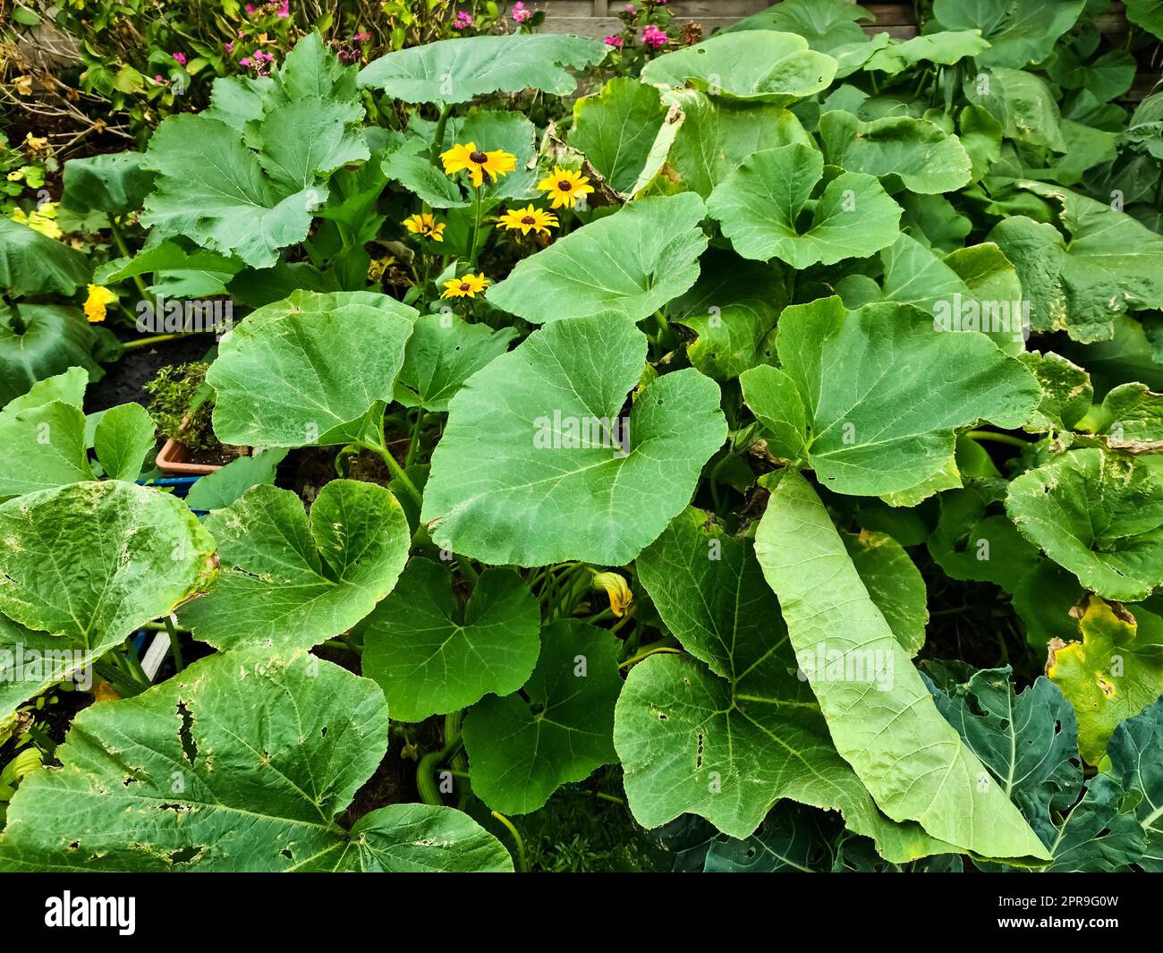 Big green leaves of pumpkin plants in a garden Stock Photo - Alamy