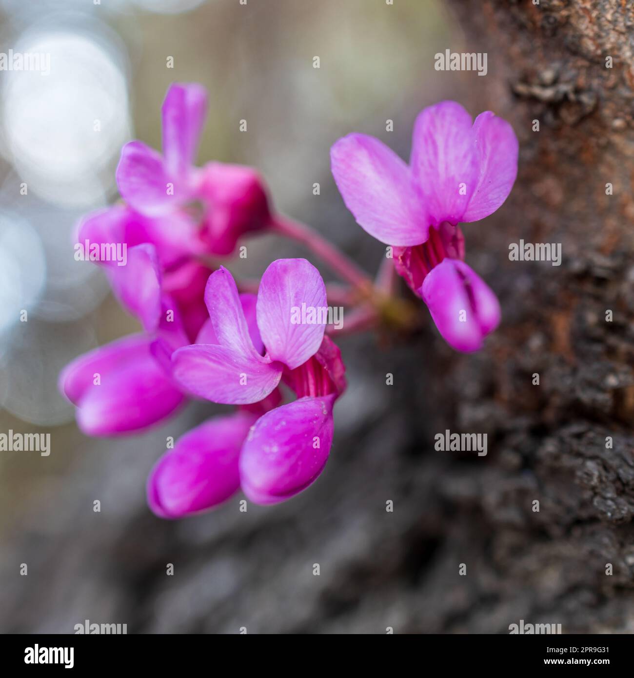 Cercis siliquastrum, commonly known as the Judas tree is a small ...
