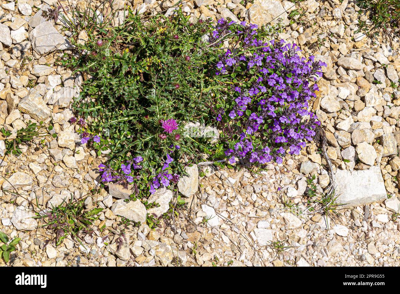 Alpine thyme hi-res stock photography and images - Alamy