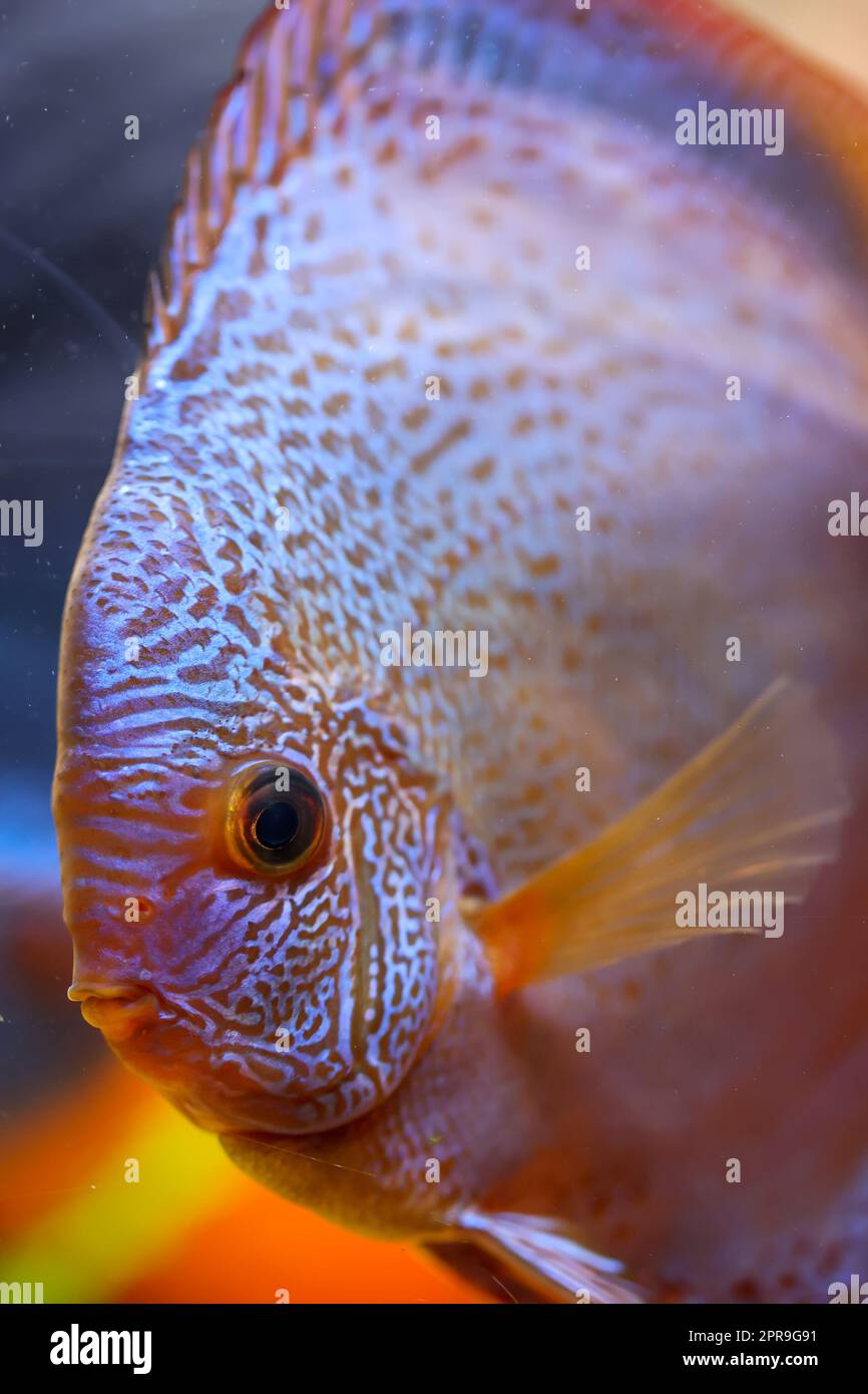 Portrait of a beautiful colored discus discus cichlid in a blackwater ...