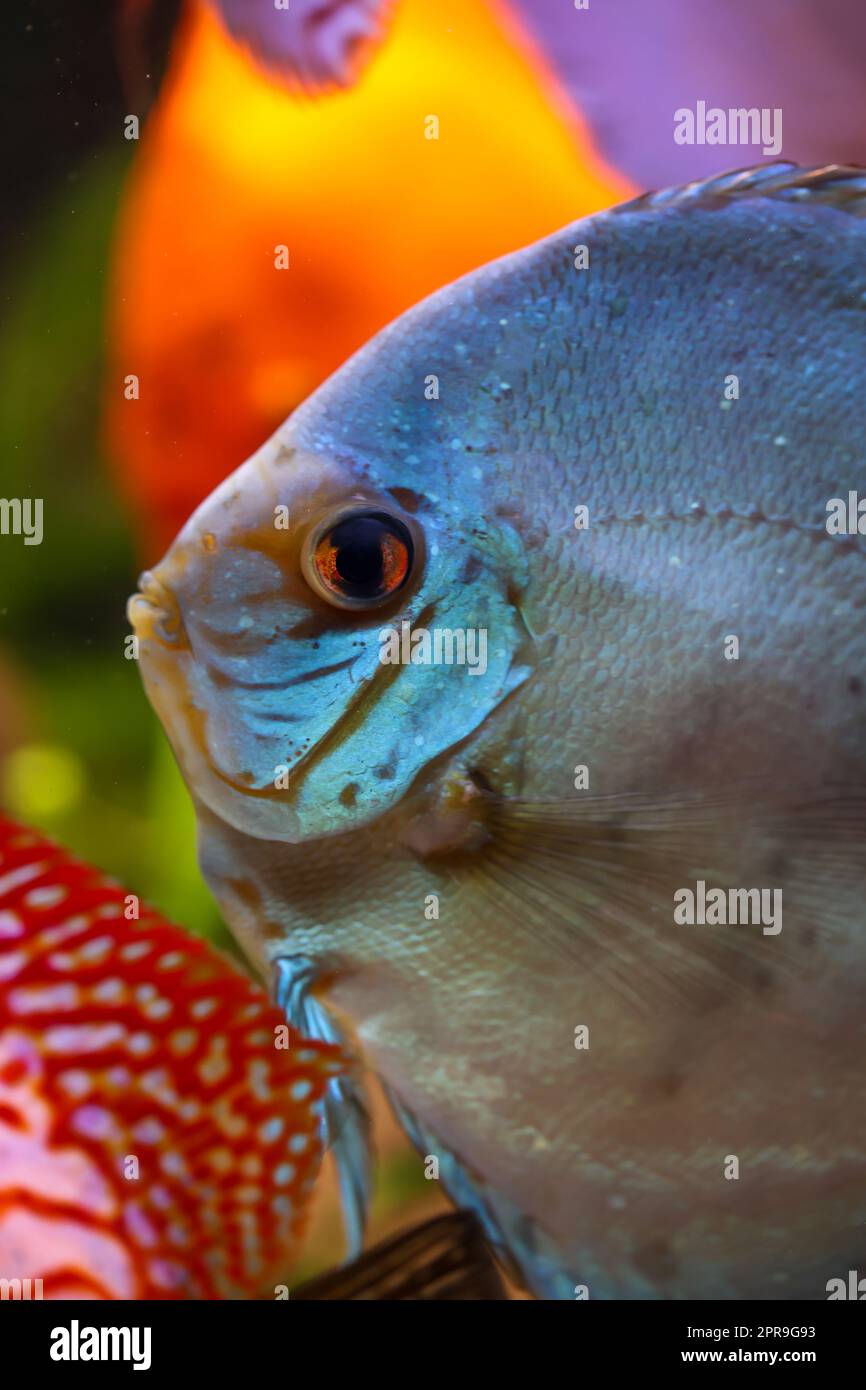 Portrait of a beautiful colored discus discus cichlid in a blackwater ...