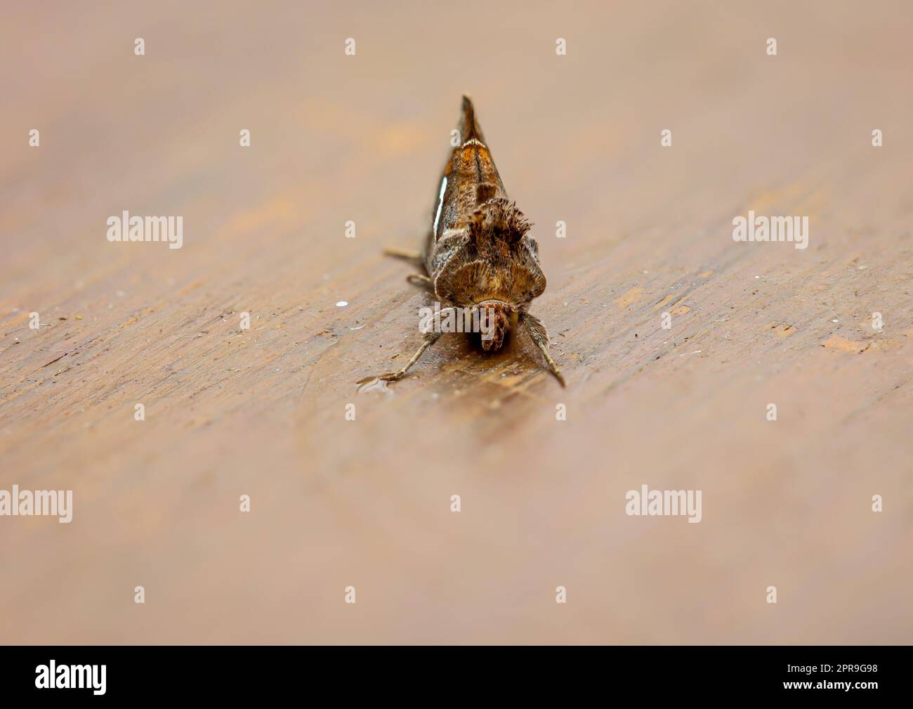 An owl butterfly, a gamma owl on a board Stock Photo - Alamy