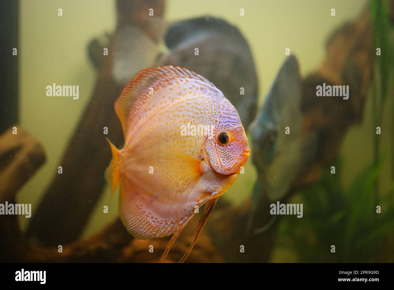 Portrait of a beautiful colored discus discus cichlid in a blackwater ...