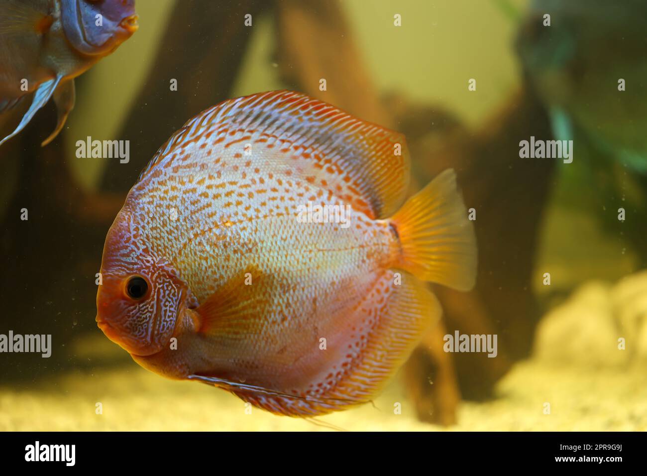 Portrait of a beautiful colored discus discus cichlid in a blackwater ...