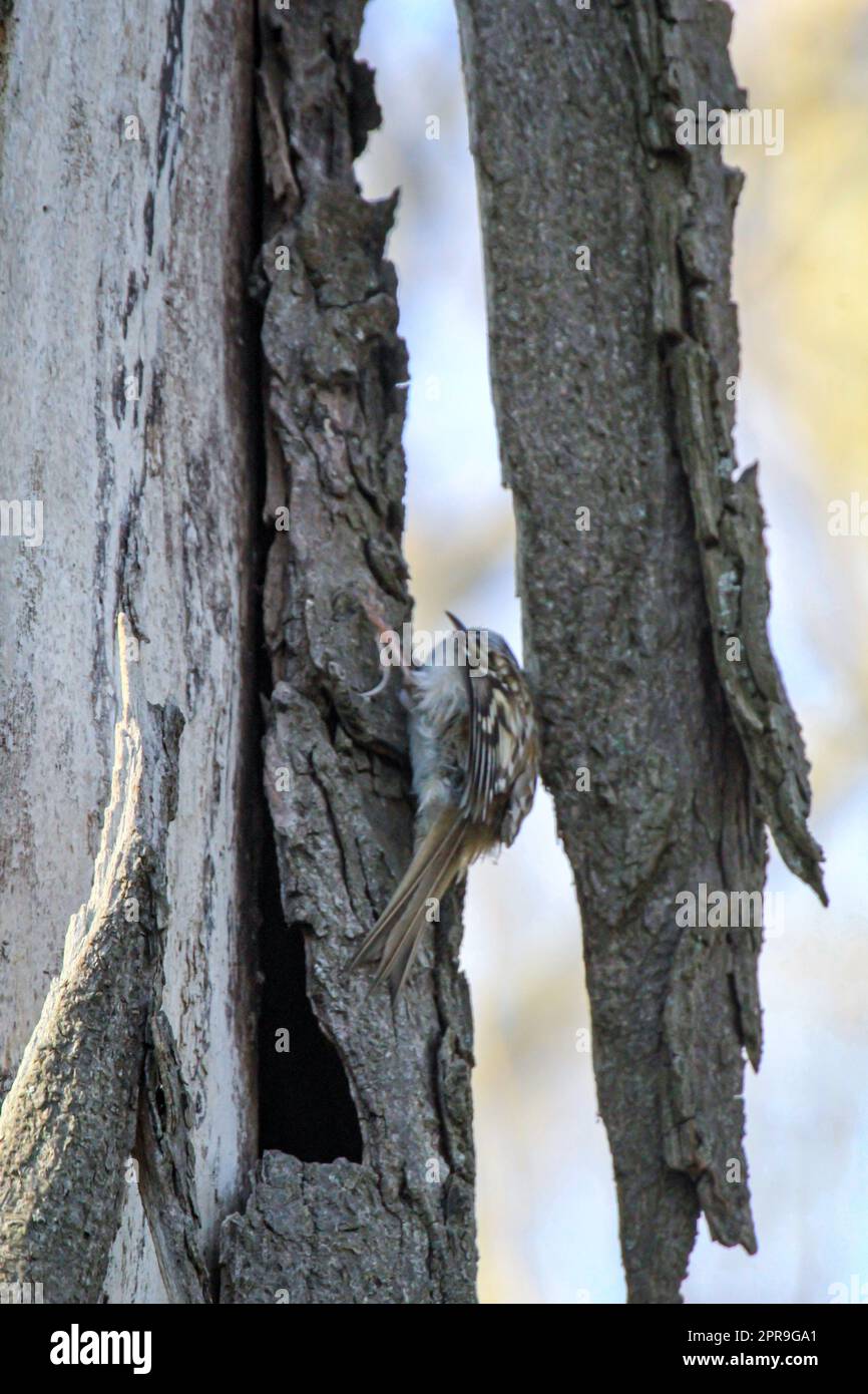 Brings nesting material hi-res stock photography and images - Alamy