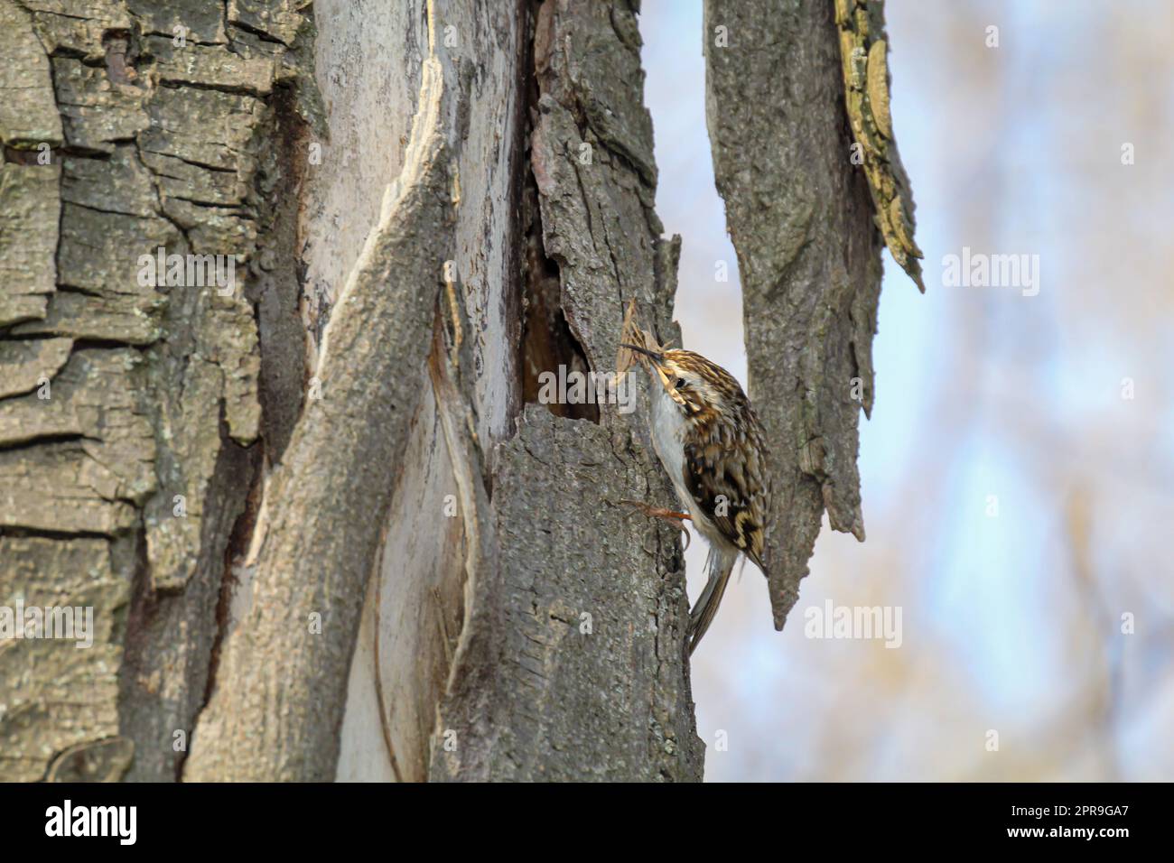 A garden treecreeper, Certhia brachydactyla brings nesting material to ...