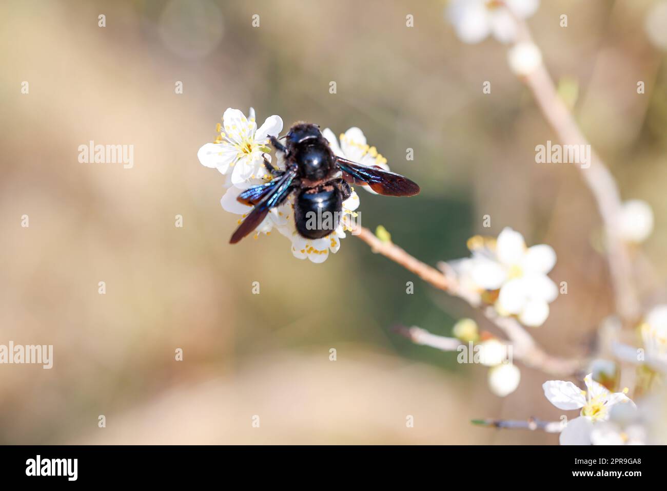 A portrait of a blue-black wood bee (Xylocopa violacea), a so-called ...