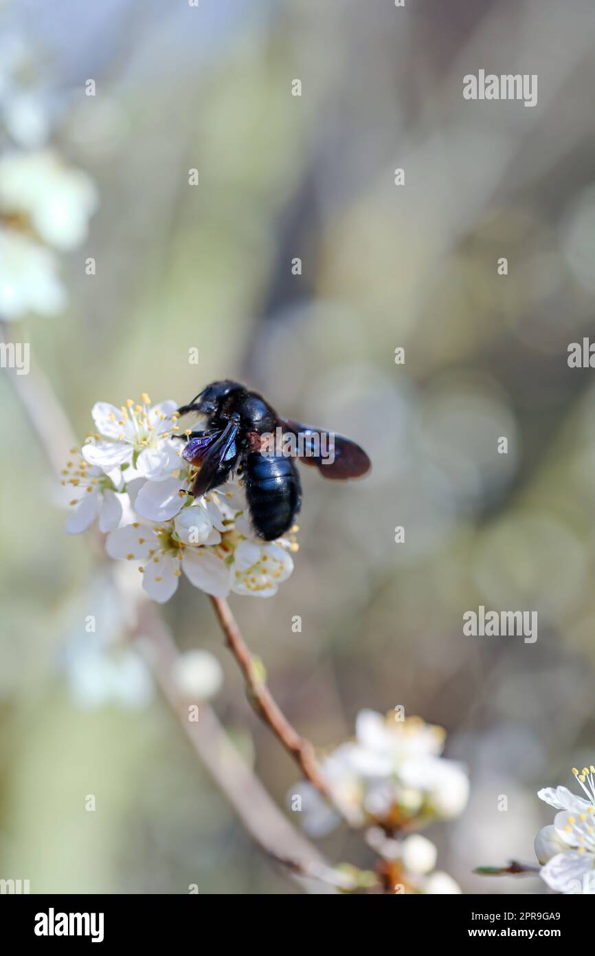 A portrait of a blue-black wood bee (Xylocopa violacea), a so-called ...