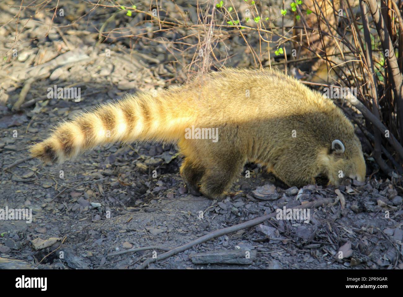 Portrait of a coati in its enclosure Stock Photo - Alamy