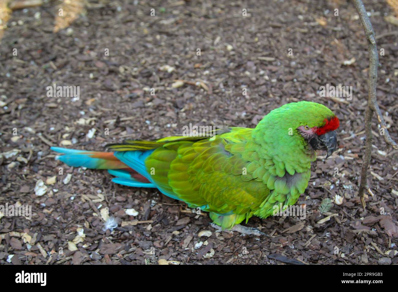 Parrot in an aviary. Parrot birds with beautiful plumage Stock Photo ...
