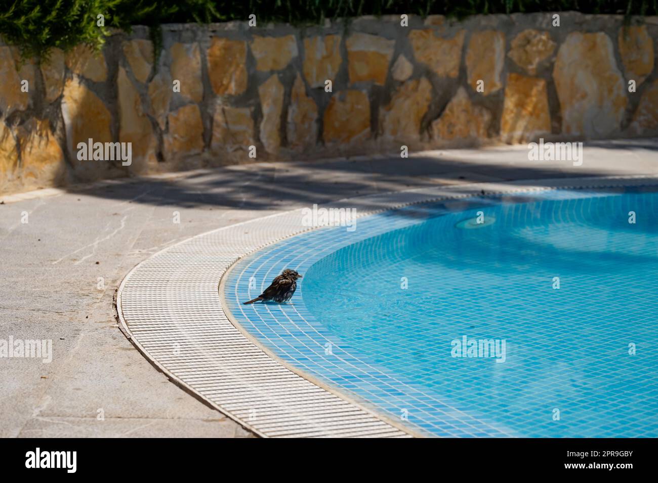 Shot of a sparrow at the pool. Sparrows are cheeky and funny birds ...