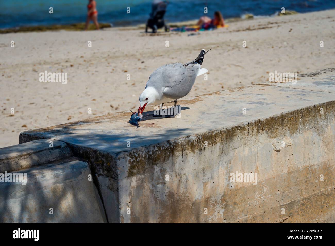 A seagull with a caught fish on a parapet Stock Photo - Alamy