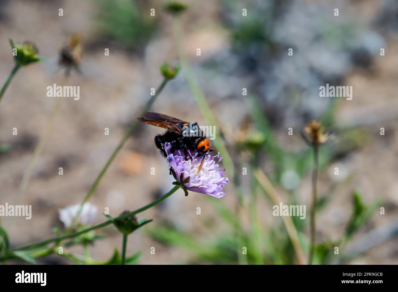 Wasp like insect hi-res stock photography and images - Alamy