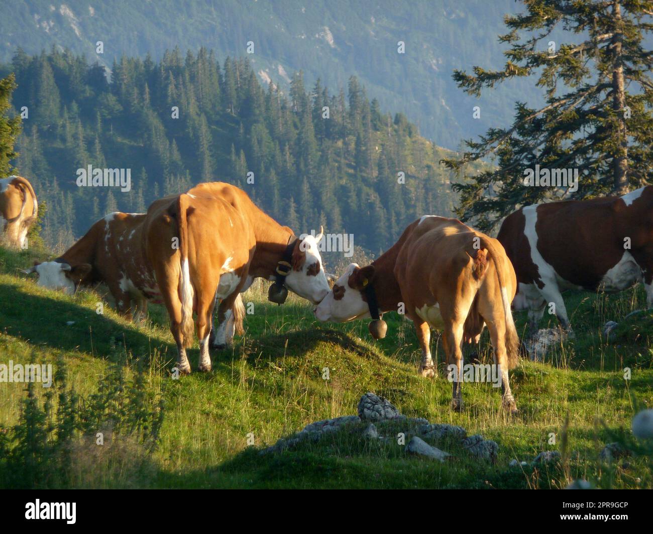Austrian cow bell hi-res stock photography and images - Alamy