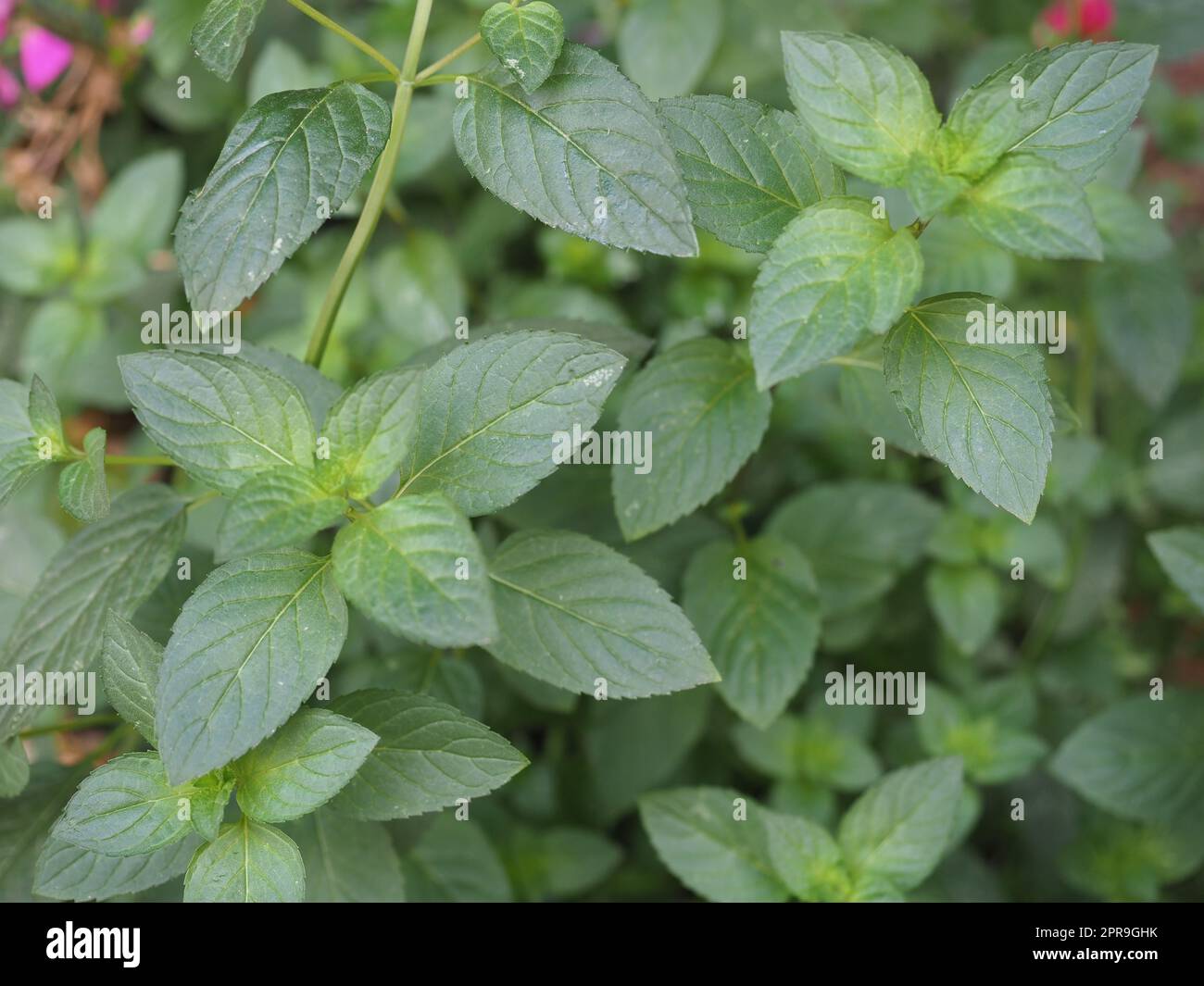 peppermint plant scient. name Mentha piperita Stock Photo - Alamy
