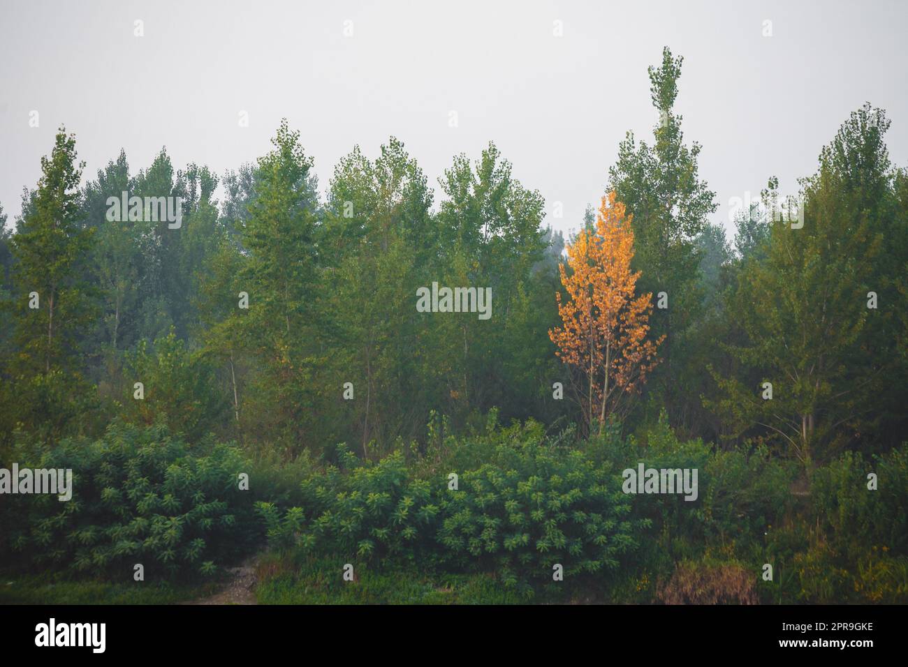 Trees canopies hi-res stock photography and images - Alamy