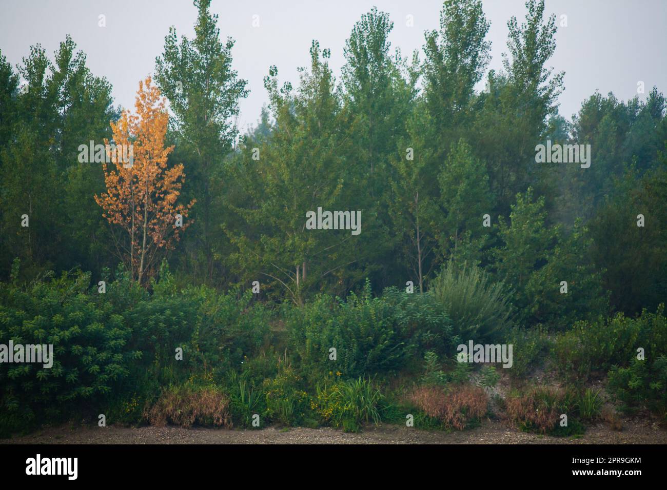 Dense forest with canopies of green trees and one colorful yellow ...