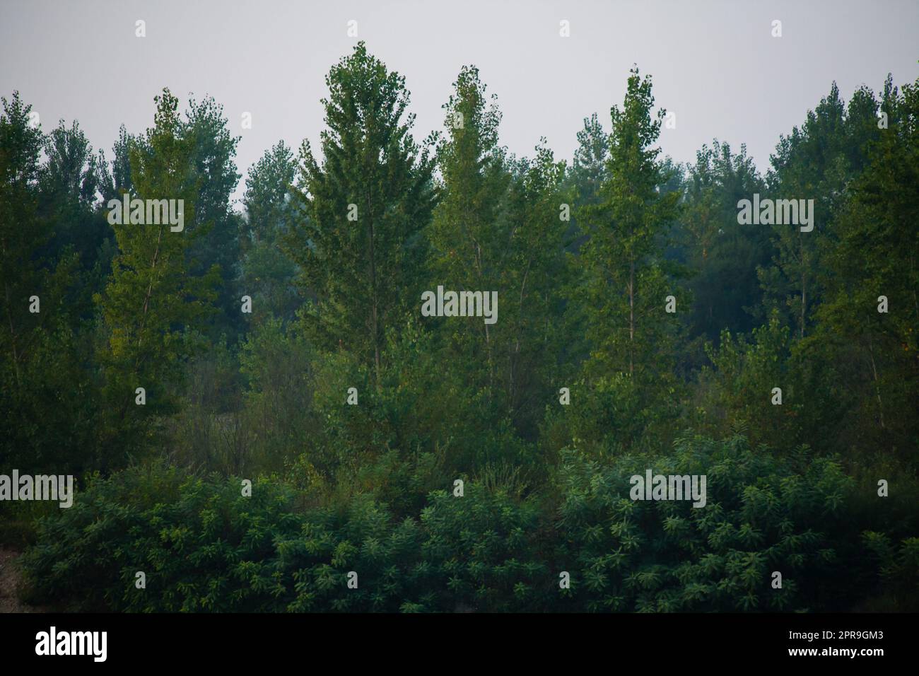 Dense forest with canopies of green trees and one colorful yellow ...