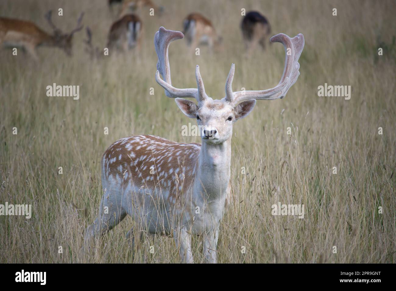 Fallow deer with palmate antlers Stock Photo - Alamy
