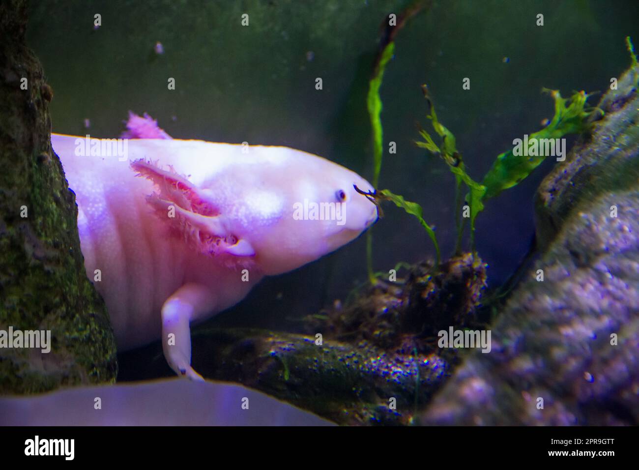 Axolotl salamander hi-res stock photography and images - Alamy
