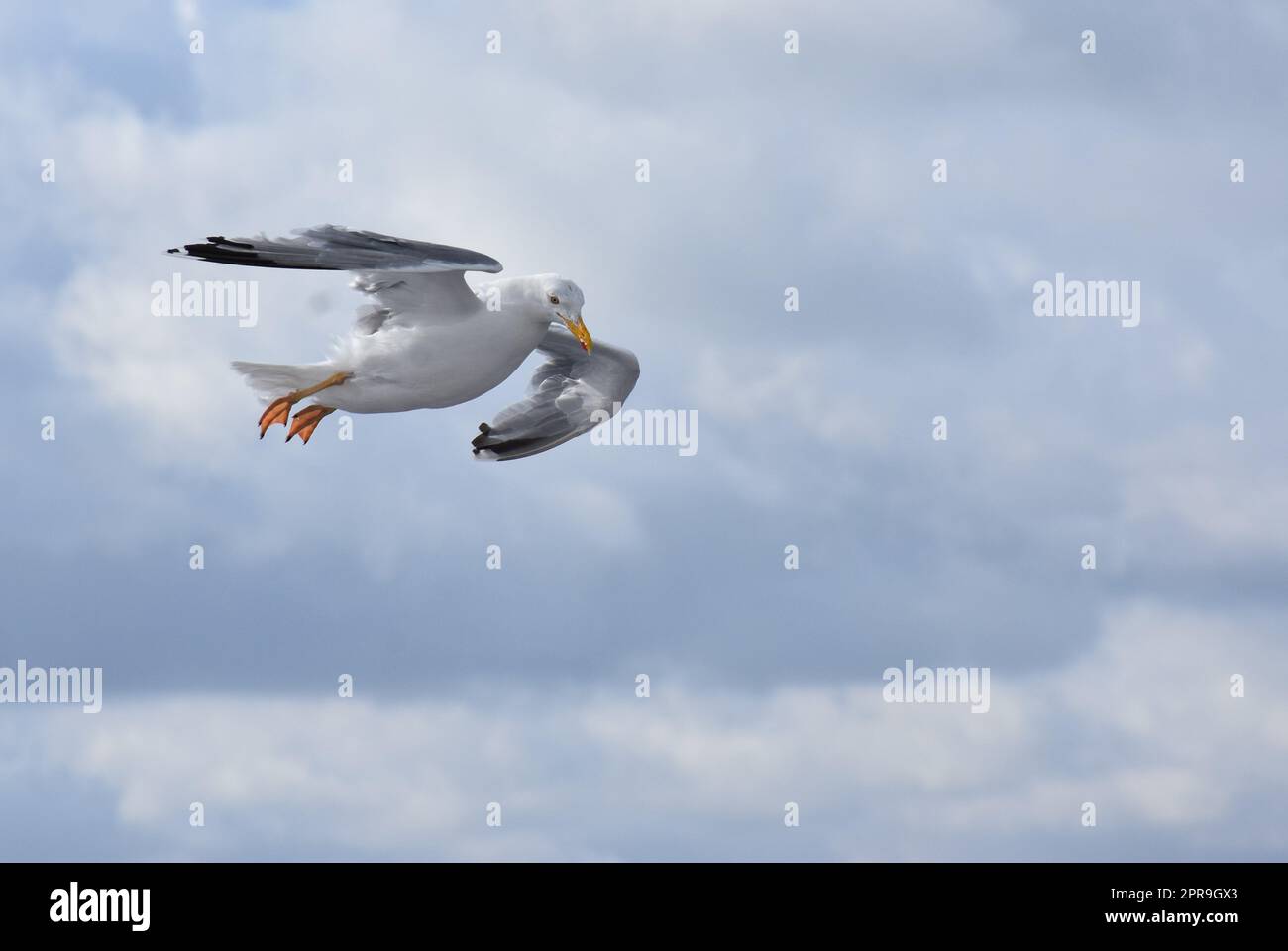 Wind and bird hi-res stock photography and images - Alamy