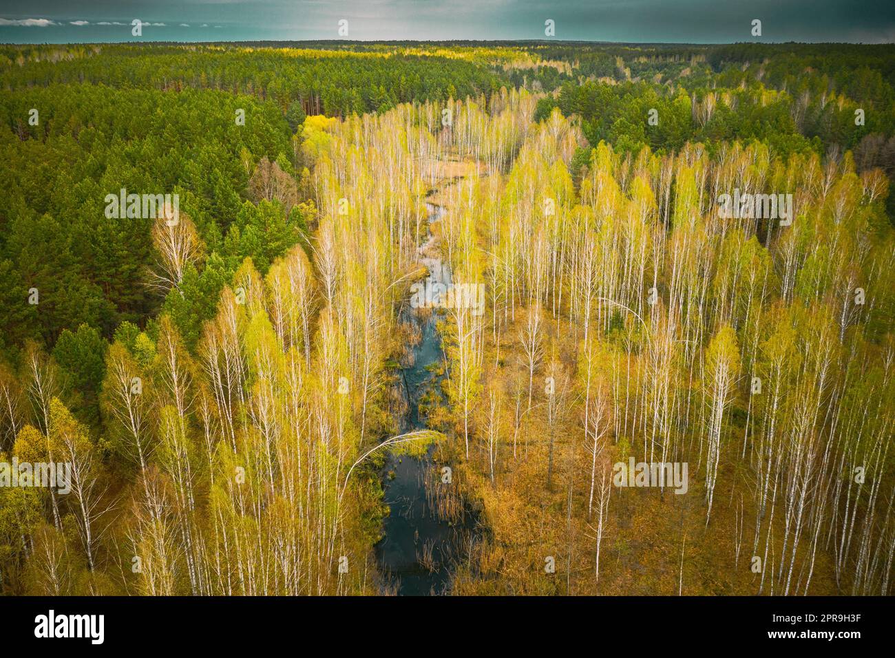 Spring Season. Aerial View. Young Birches Grow Among Small Marsh Bog ...