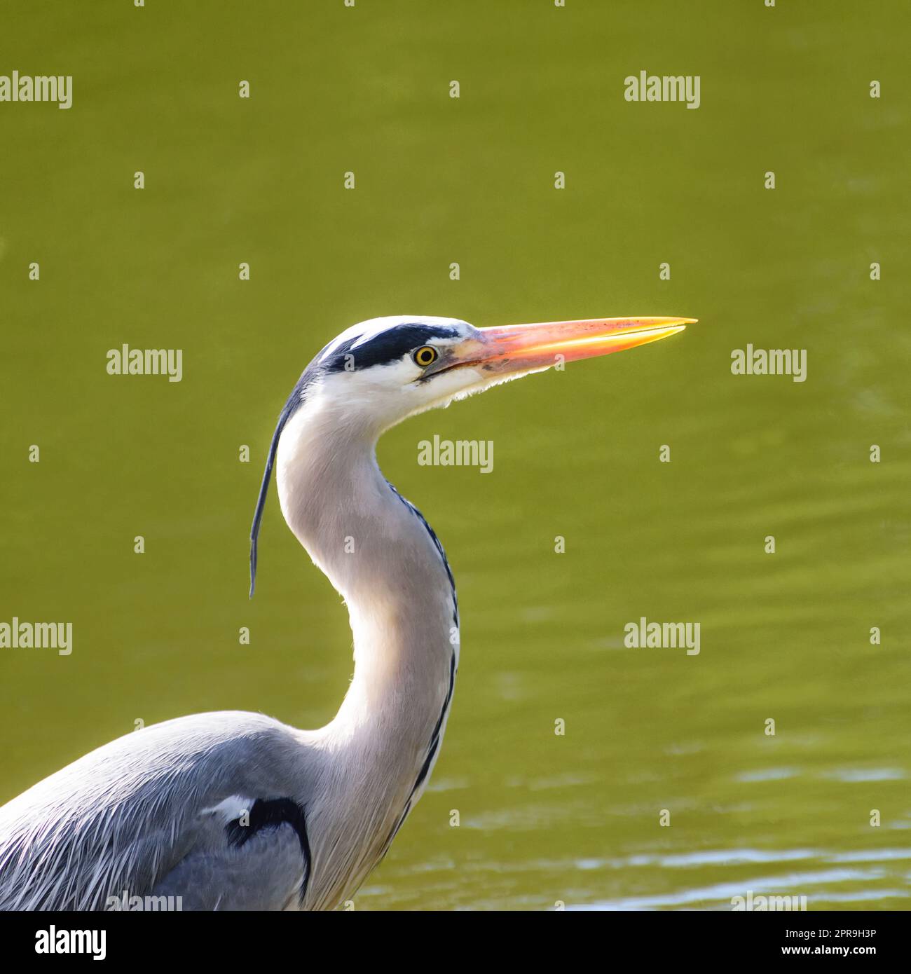 Close up great blue heron hi-res stock photography and images - Alamy