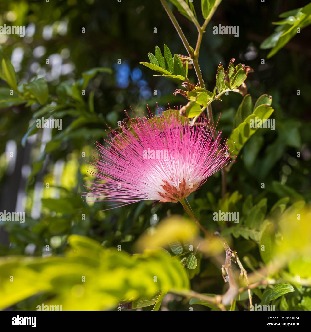 Mimosa Albizia julibrissin foliage and flowers in the park Stock Photo ...