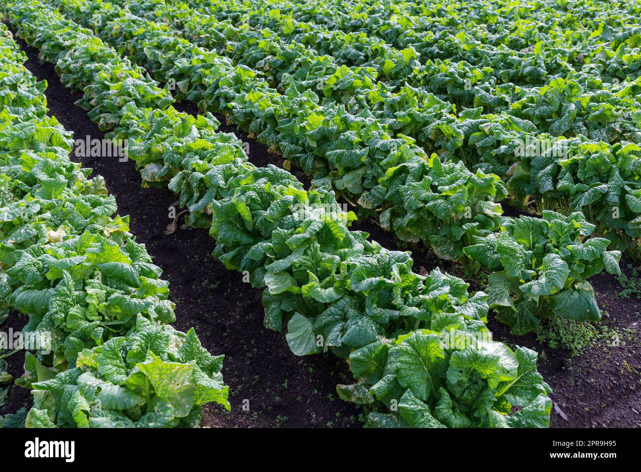 Chinese flowering cabbage planting in field Stock Photo - Alamy