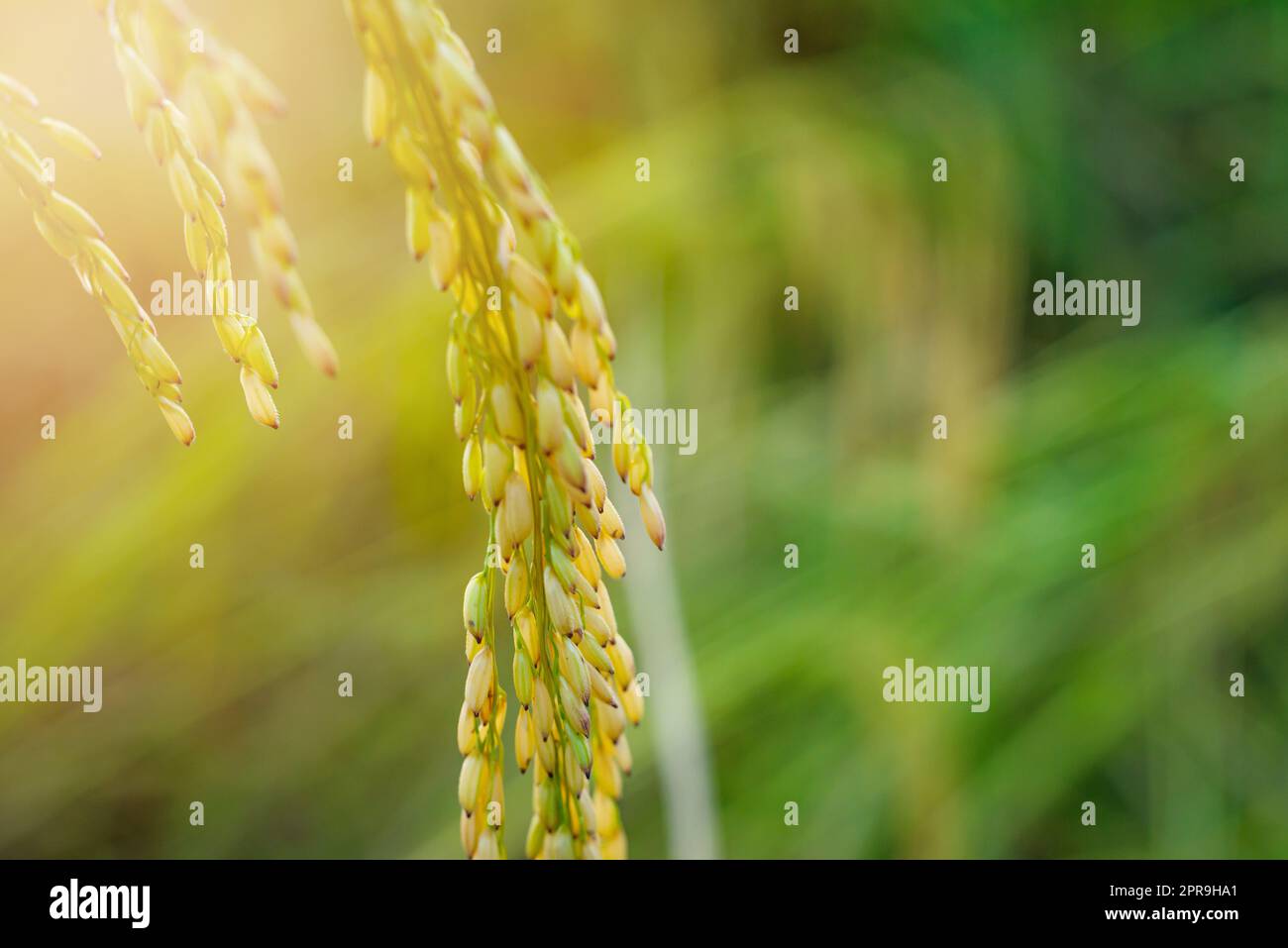 Rice paddy in rice field rural with cloud sky in daylight, Green field ...