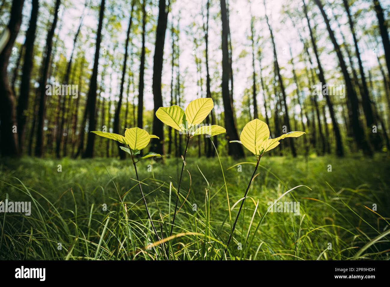 Beautiful small trees growing hi-res stock photography and images - Alamy