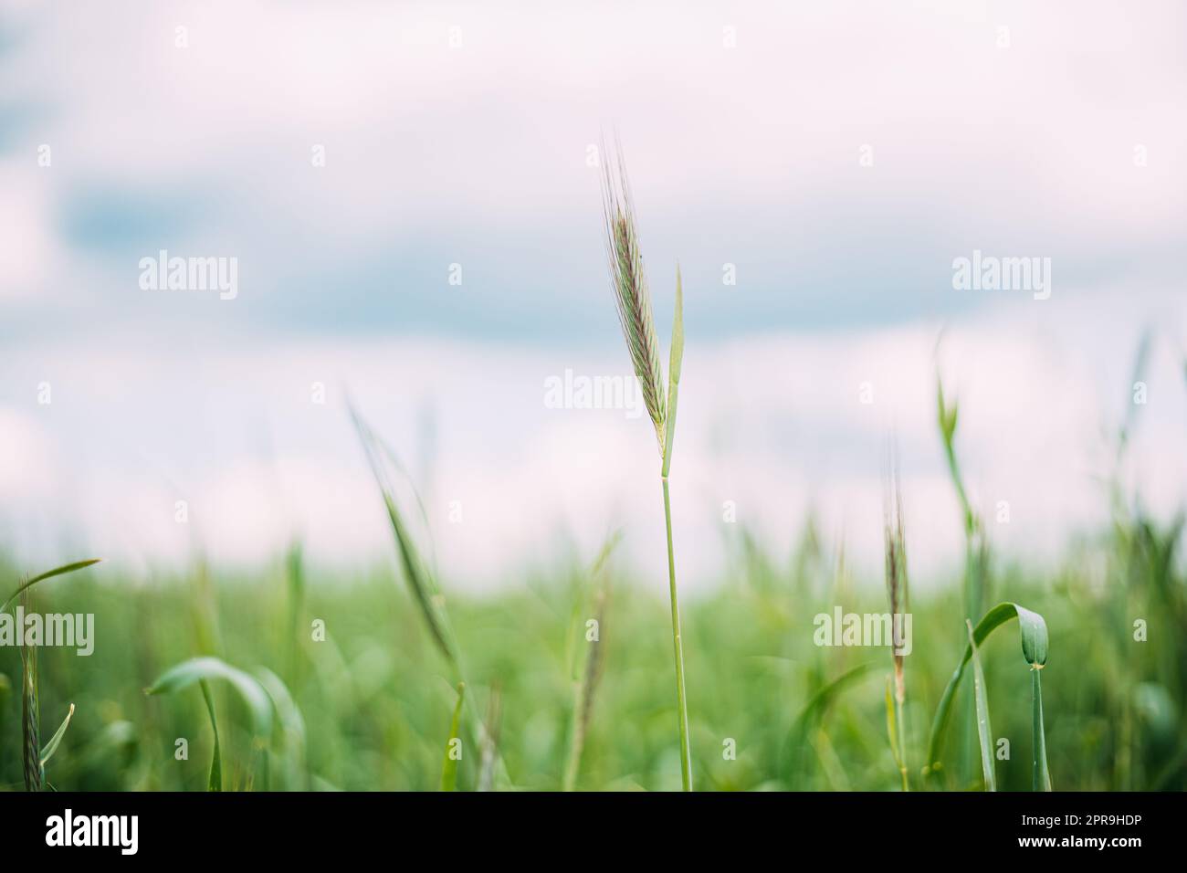 Young spring wheat hi-res stock photography and images - Alamy