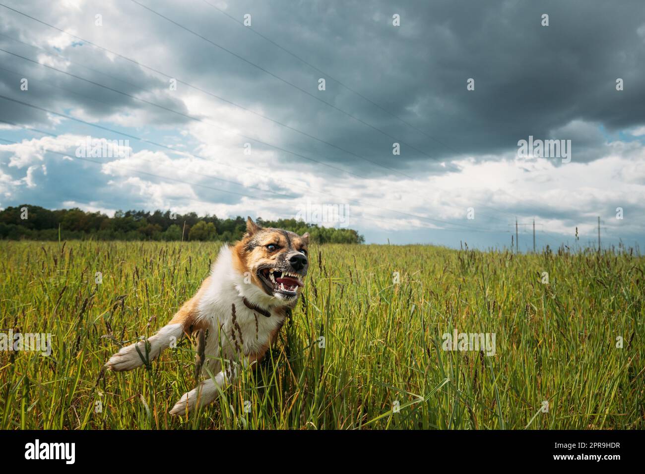 Angry Aggressive Mad Dog Running Outdoors In Green Meadow On Camera ...