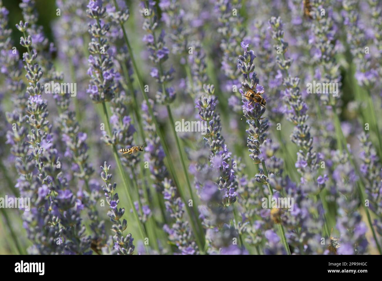 insects in a lavender bush Stock Photo - Alamy