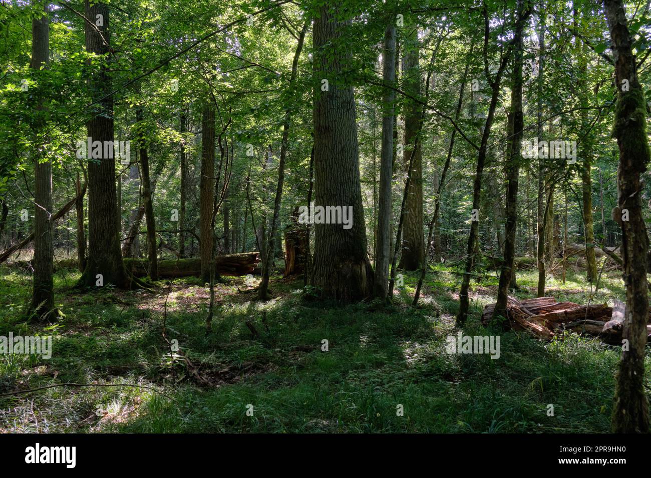 Shady deciduous tree stand Stock Photo - Alamy