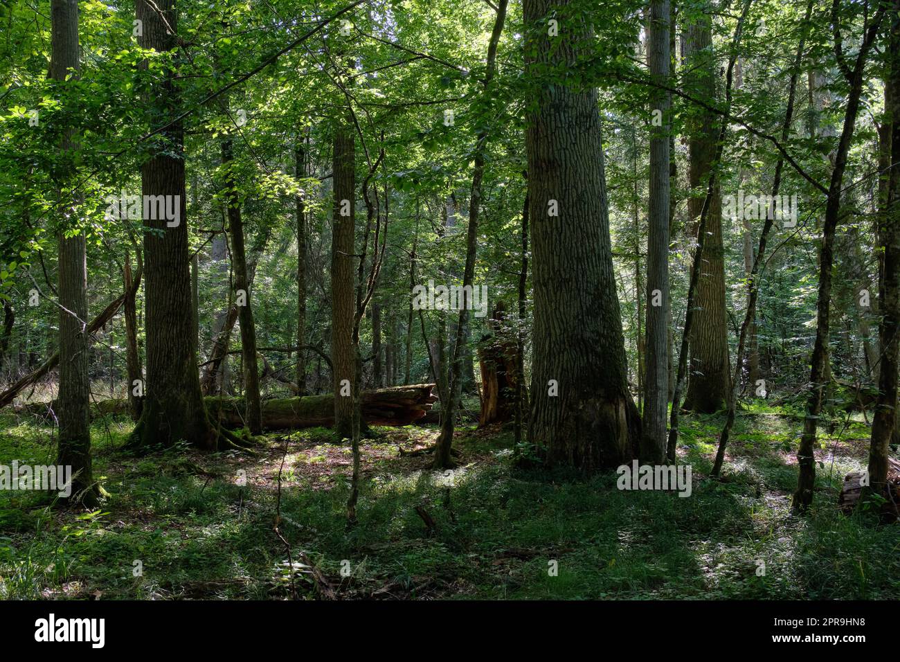 Shady deciduous tree stand Stock Photo - Alamy