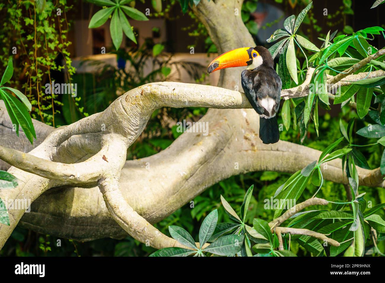 Toucan toco hi-res stock photography and images - Alamy