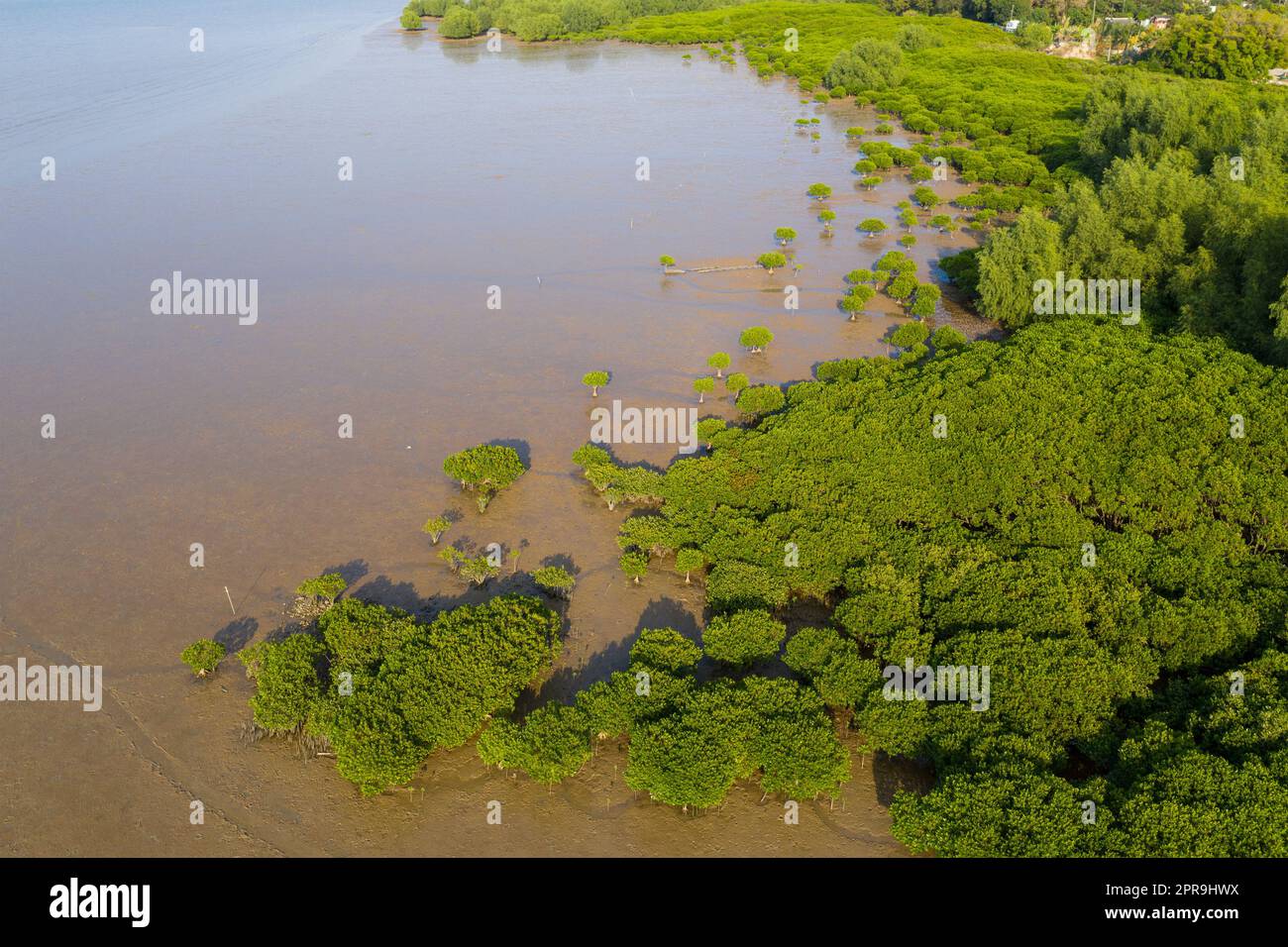 Aerial view of the mangrove Stock Photo - Alamy
