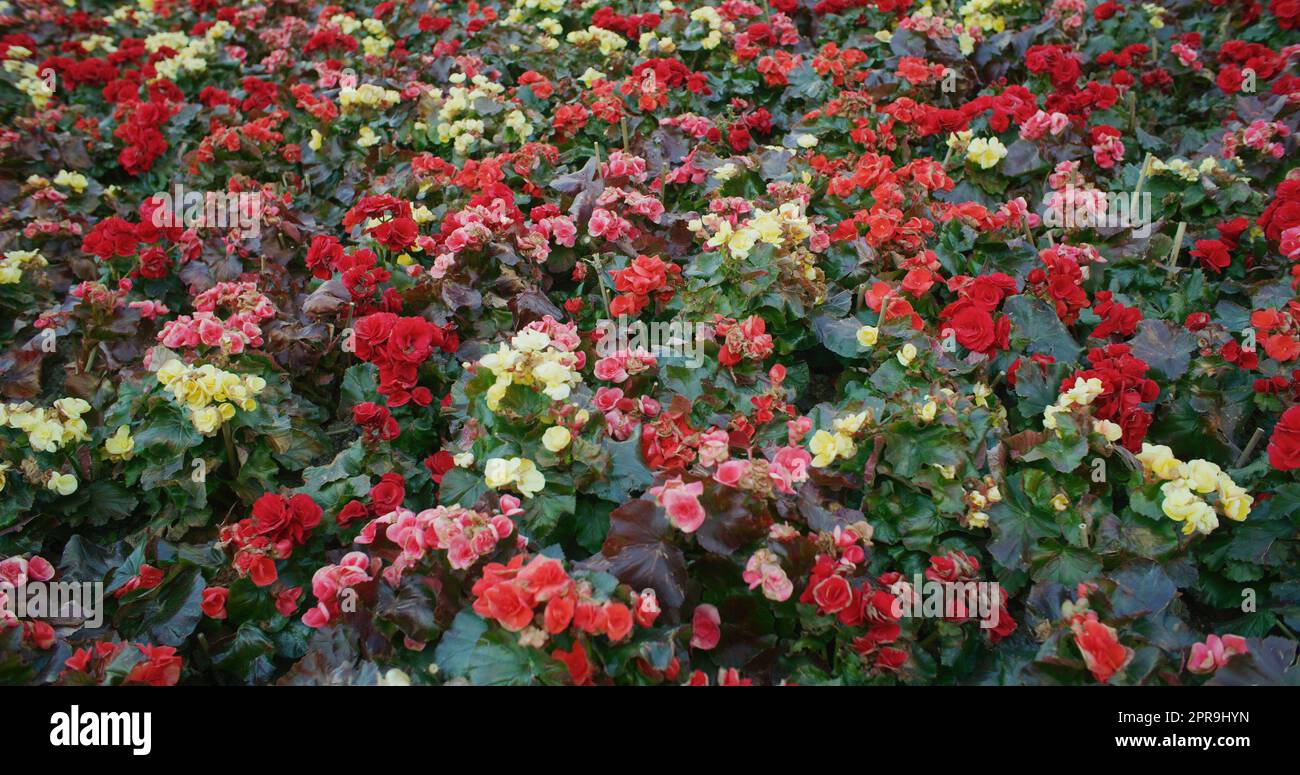 Begonia rose green leaf hi-res stock photography and images - Alamy