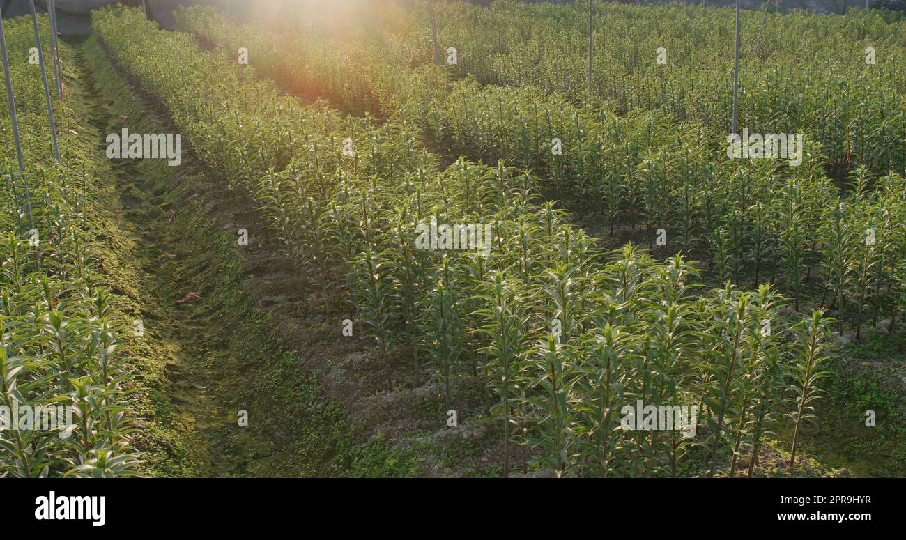 Flower lily planting on the farm garden Stock Photo - Alamy
