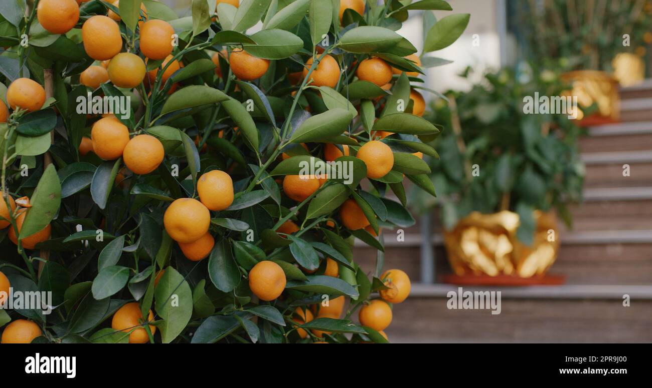 New harvest of oranges hi-res stock photography and images - Alamy