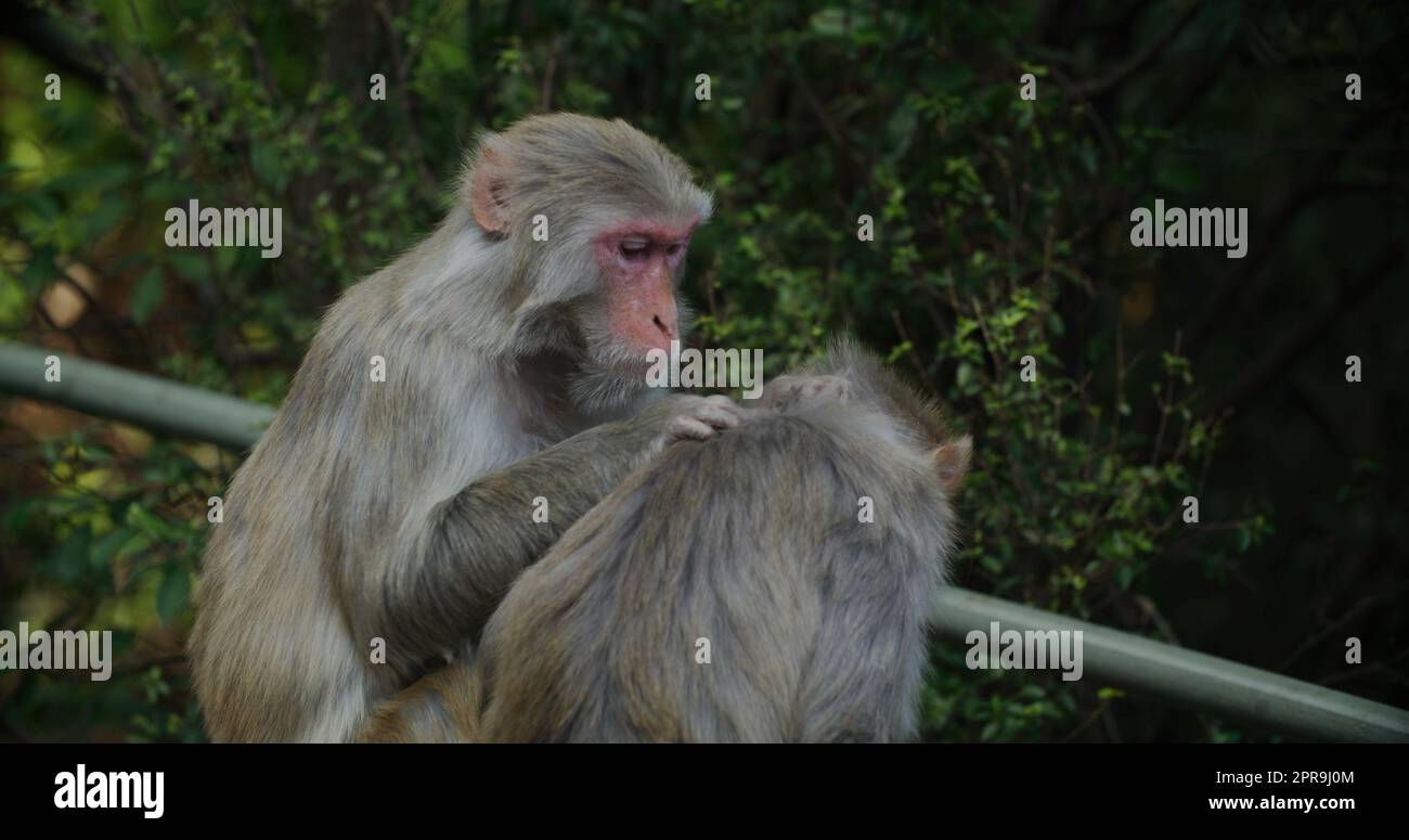 Monkey delousing with other monkey Stock Photo - Alamy